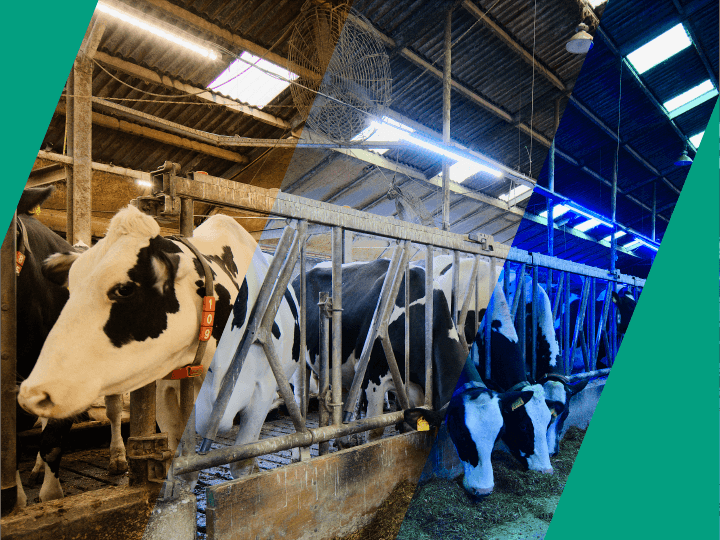 Optimize milk production through lighting